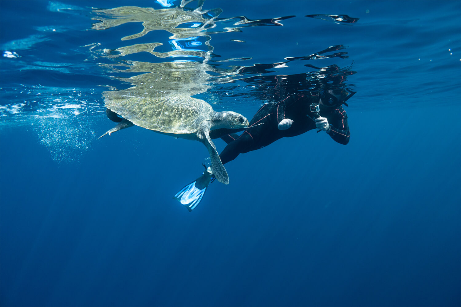 Cabo Shark Dive | La Ventana Ocean Safari | Shark Diving, Scuba, Cabo ...