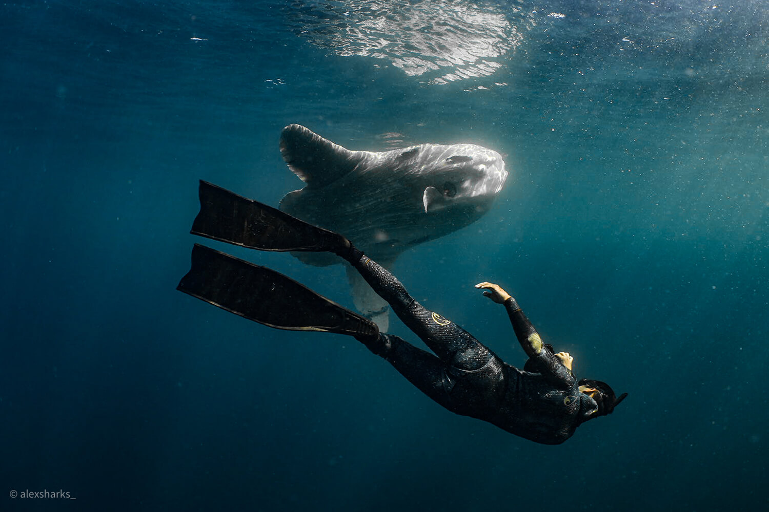 Cabo Shark Dive | La Ventana Ocean Safari | Shark Diving, Scuba, Cabo ...