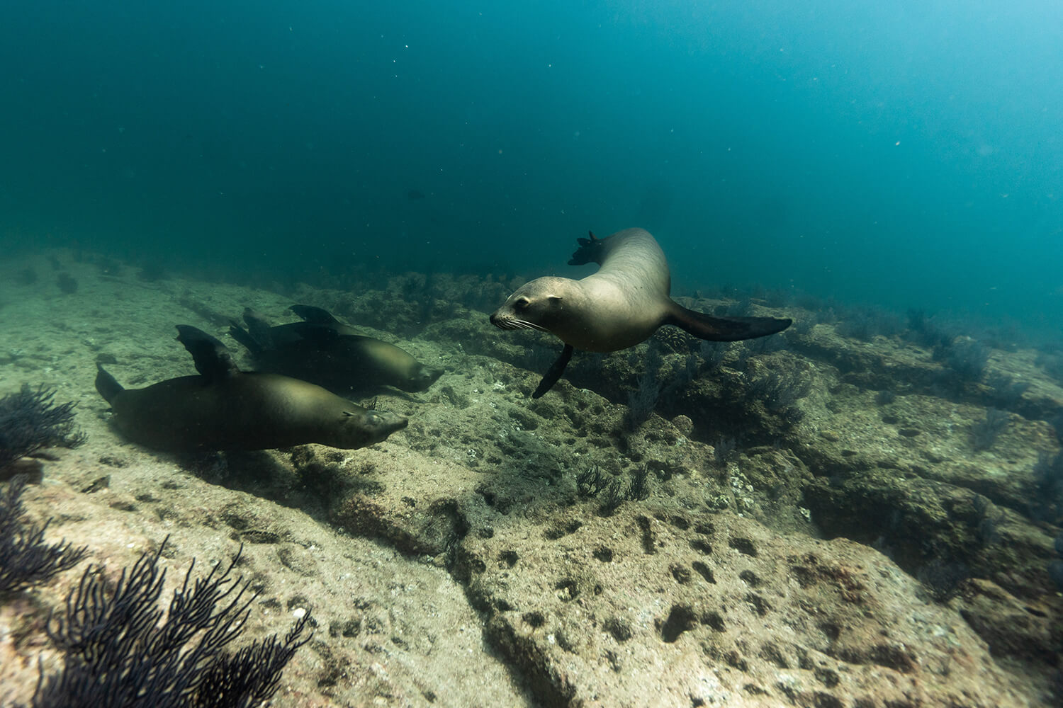 Cabo Shark Dive | La Ventana Ocean Safari | Shark Diving, Scuba, Cabo ...